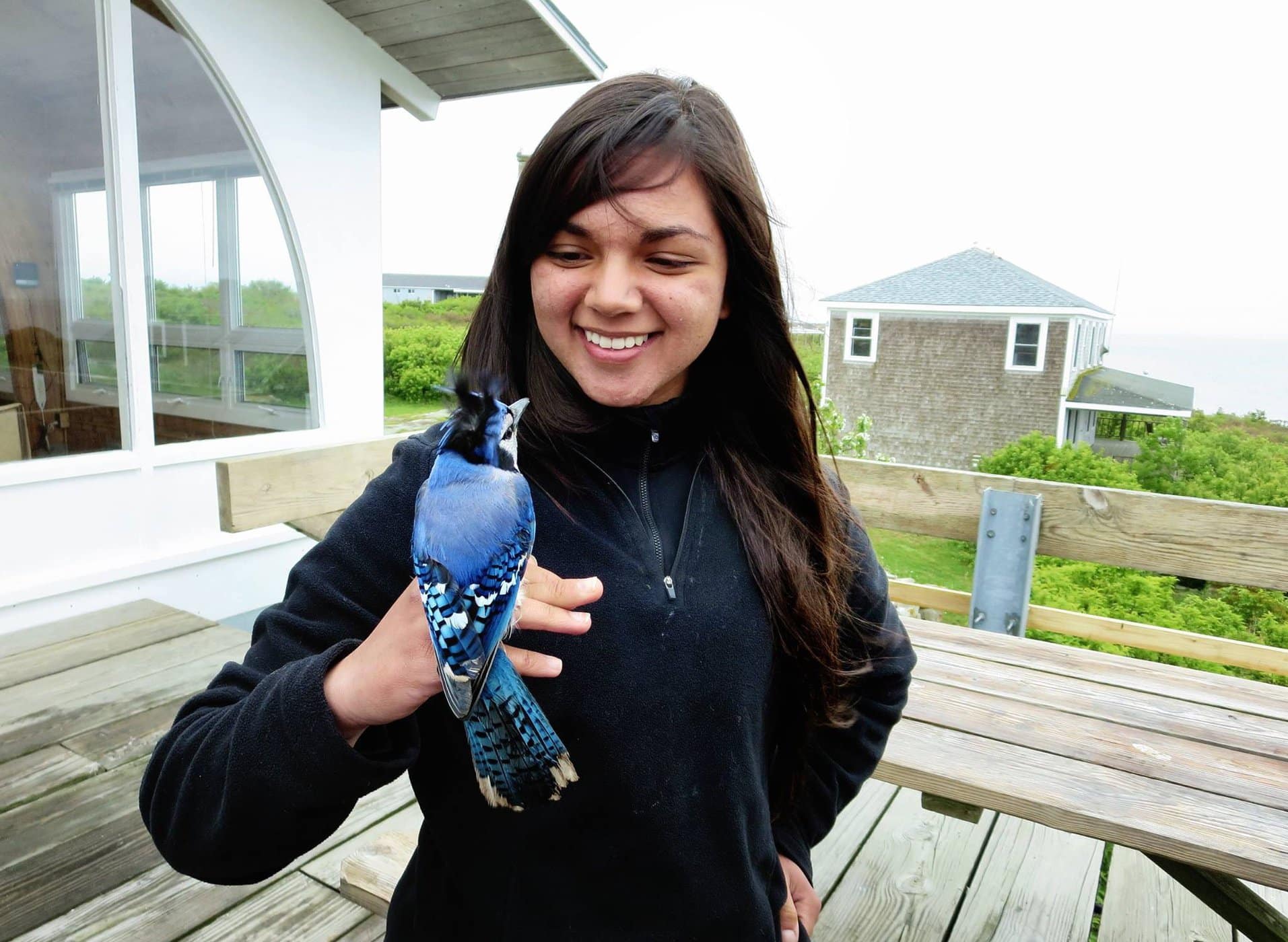Blue Jay Photo - Golden Gate Bird Alliance