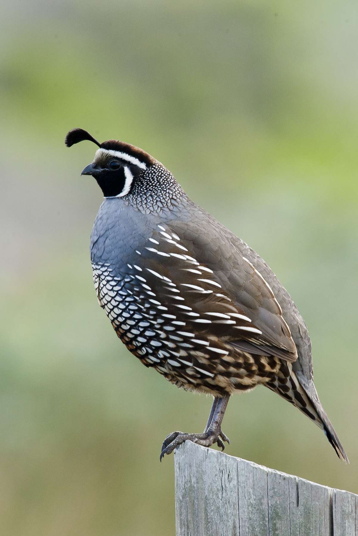 San Francisco's changing bird life, Part 1 - Golden Gate Bird Alliance