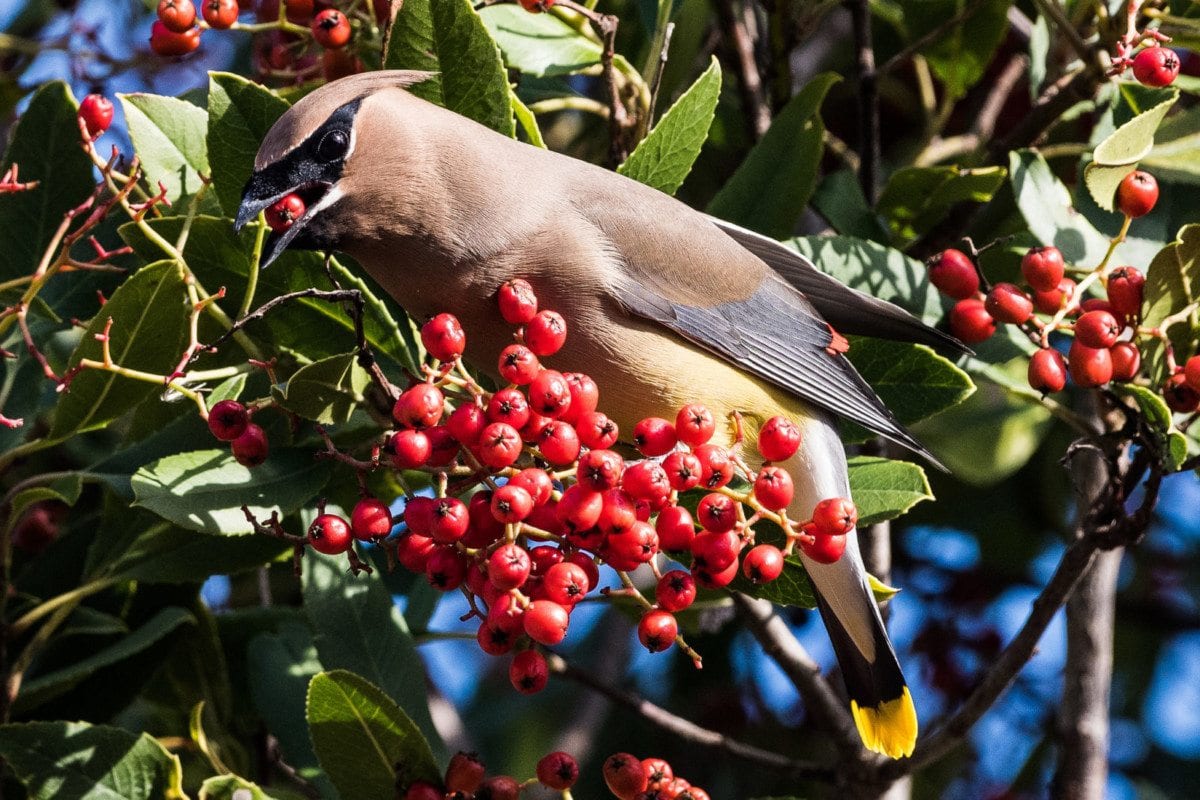 Toyon berries and the birds that love them - Golden Gate Bird Alliance