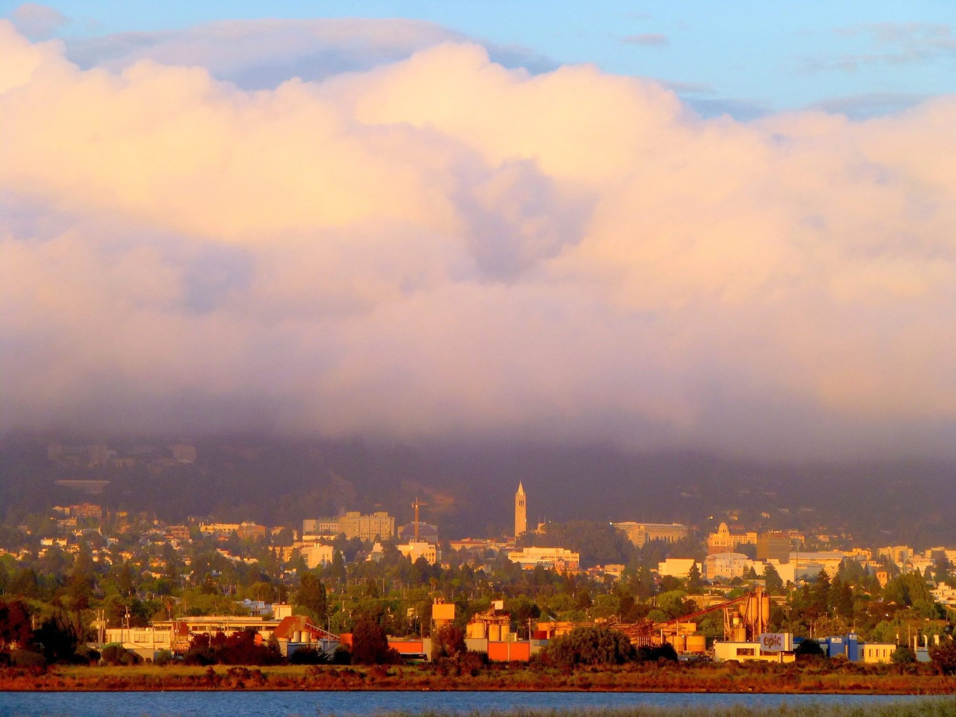 Cesar Chavez Park: Birding Hotspot - Golden Gate Bird Alliance