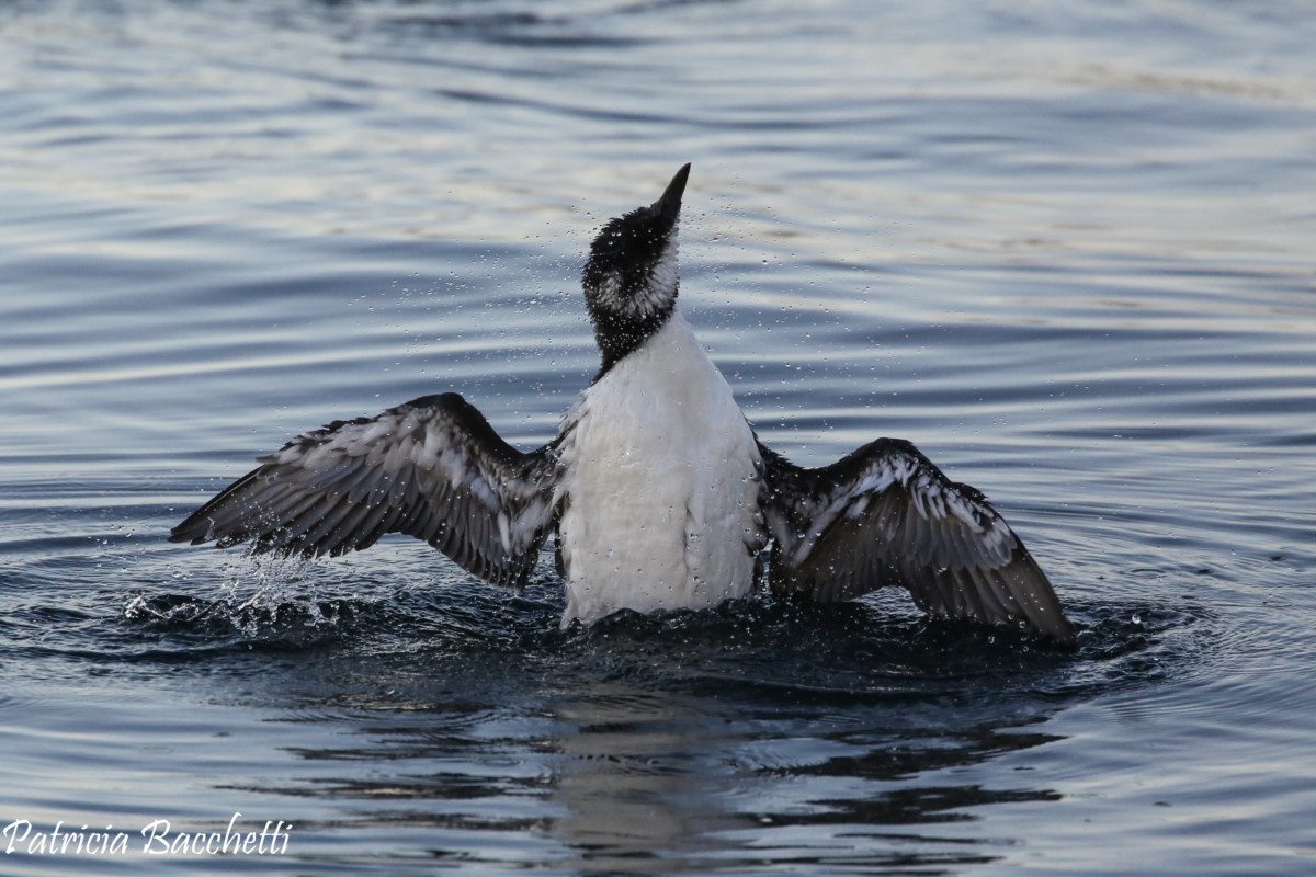 Visiting Castle Rock breeding bird colony - Golden Gate Bird Alliance