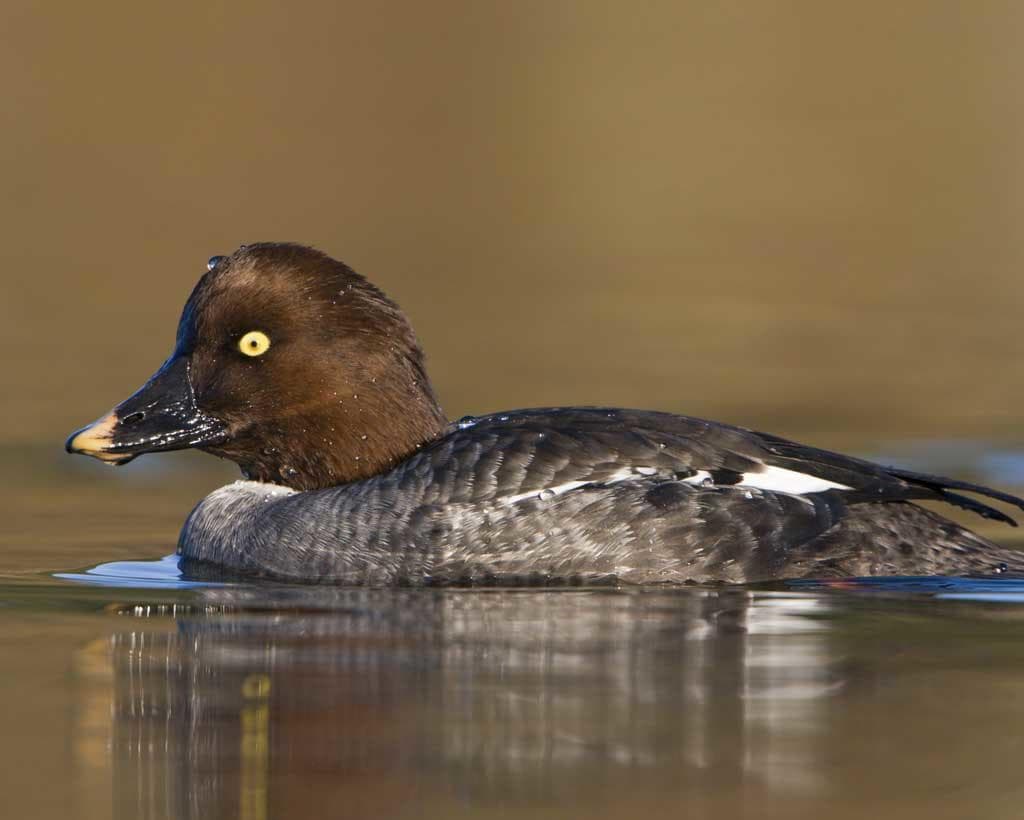 Bay Area birds and climate change - Golden Gate Bird Alliance