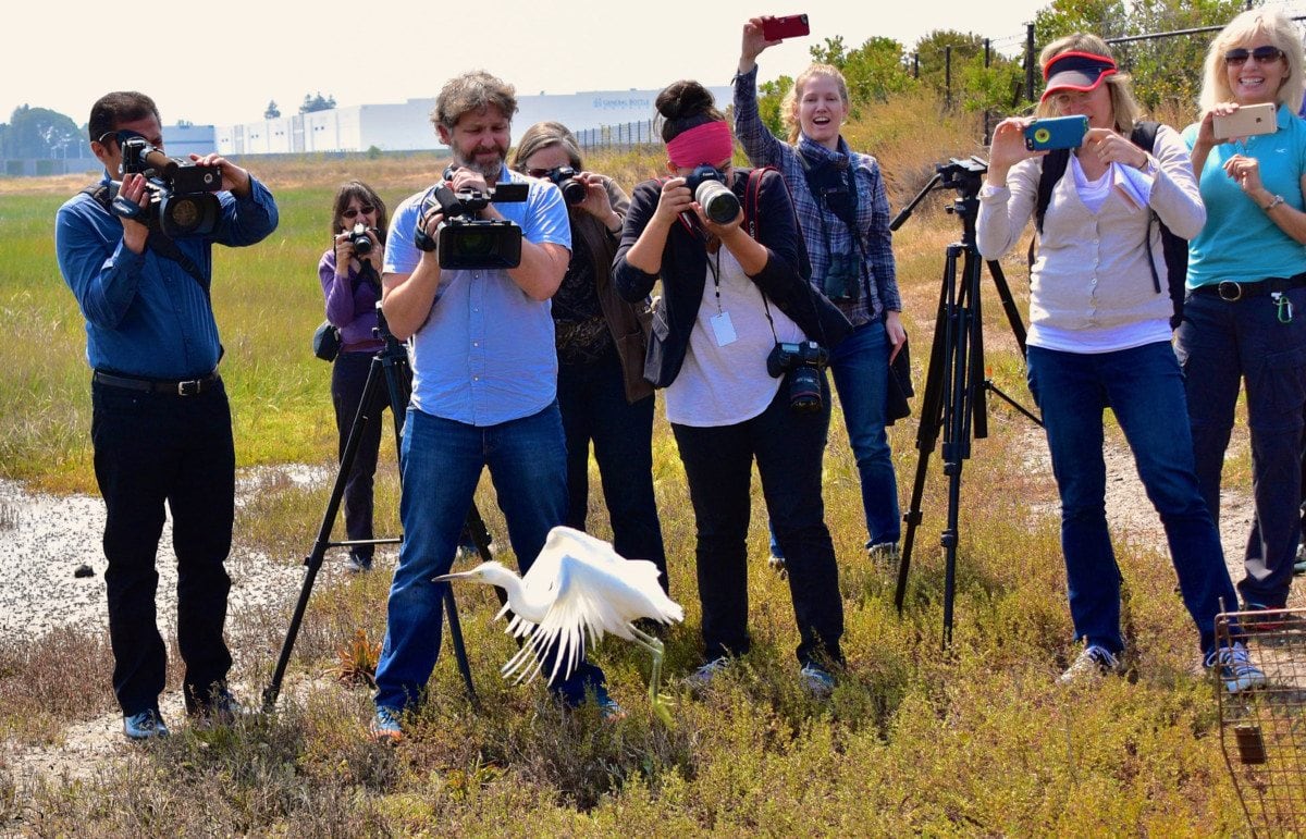 Heron release caps season of successful rescues - Golden Gate Bird Alliance