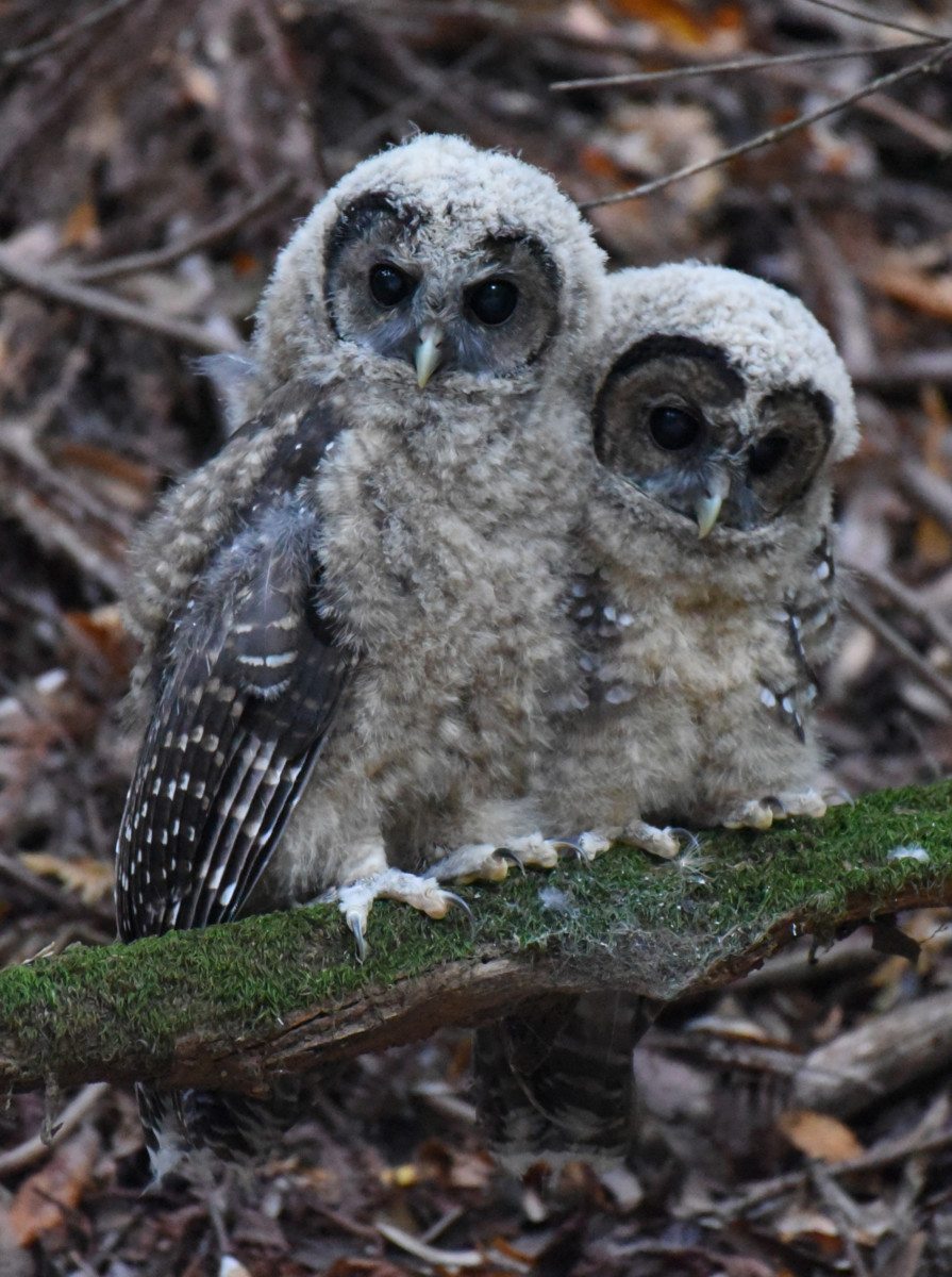 Genetic mapping of Northern Spotted Owls - Golden Gate Bird Alliance