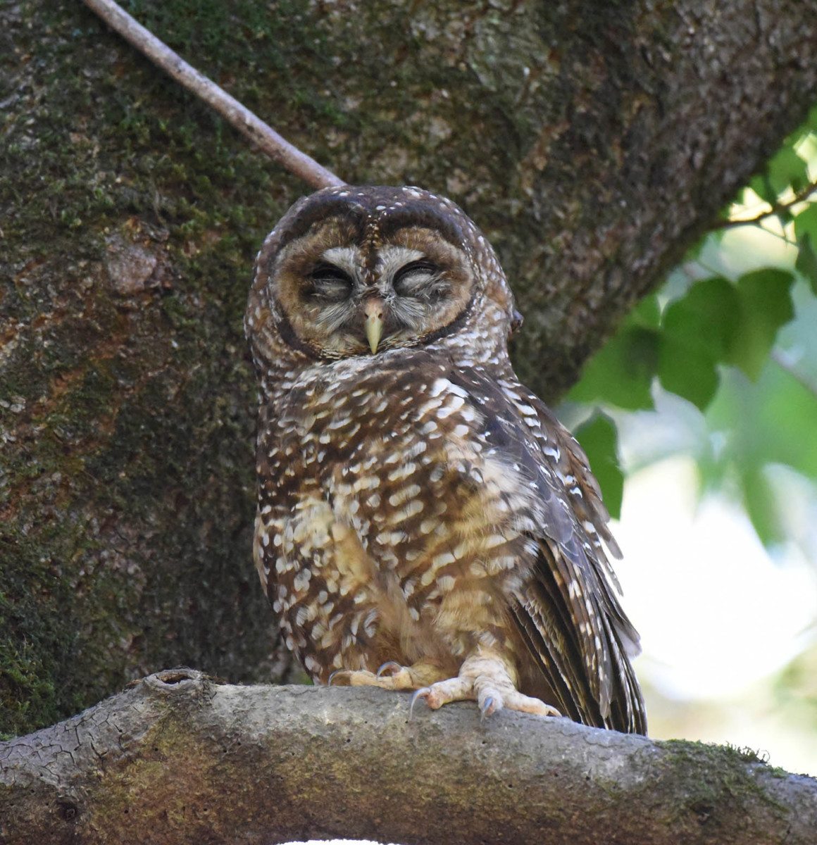 Genetic mapping of Northern Spotted Owls - Golden Gate Bird Alliance