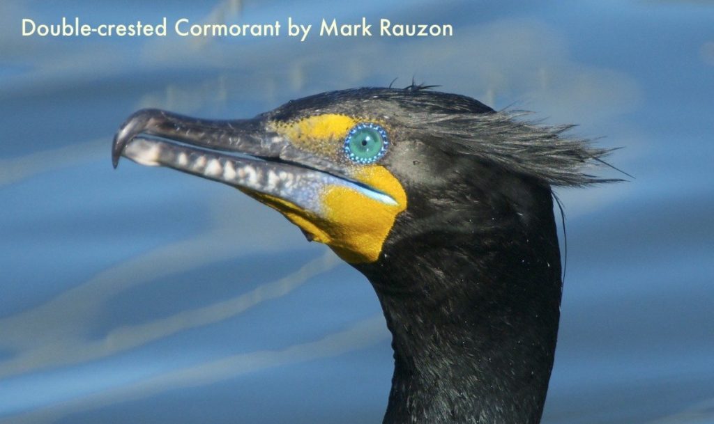 Double-crested_Cormorant_in_breeding_plumage - Golden Gate Bird Alliance