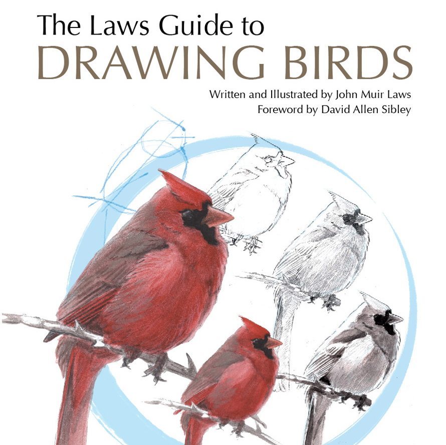 Drawing birds with Jack Laws - Golden Gate Bird Alliance