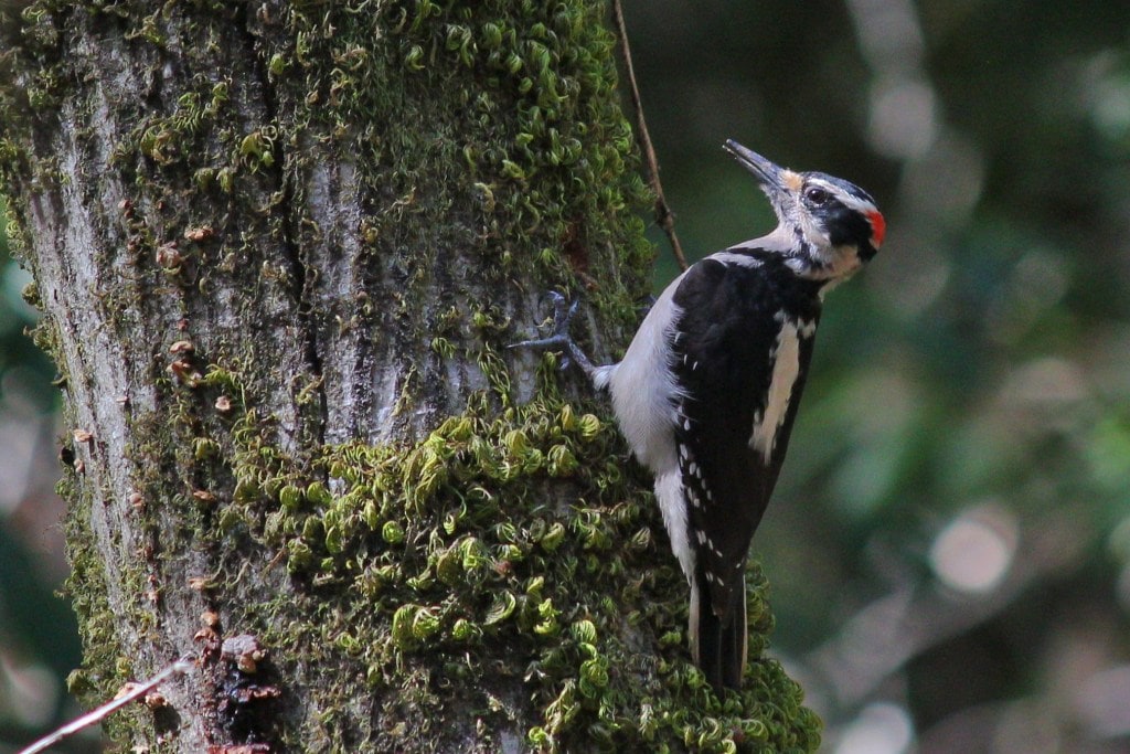 A Walk in Our Redwoods - Golden Gate Bird Alliance