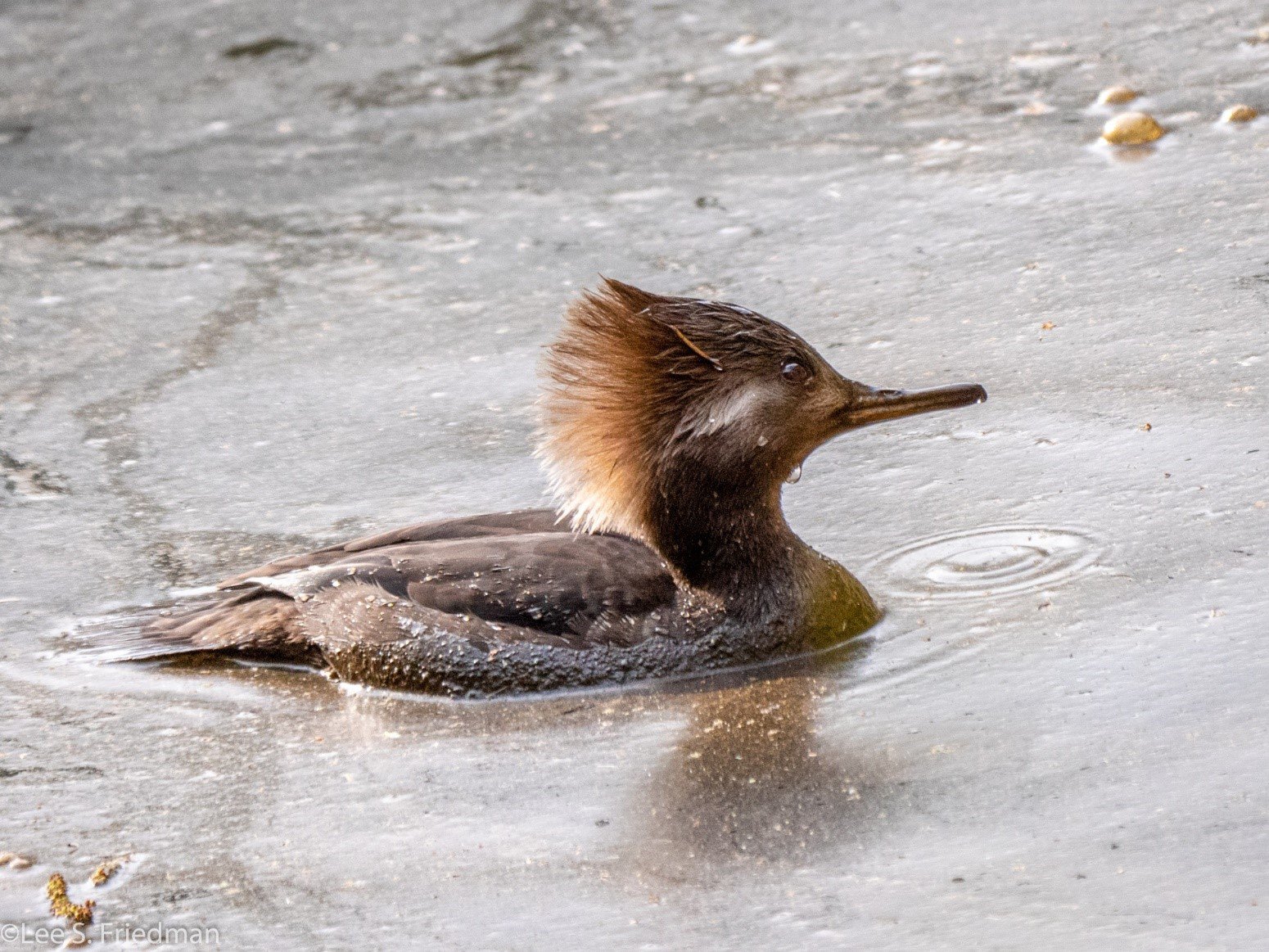 Frieman Femaile Hooded Merganser - Golden Gate Bird Alliance