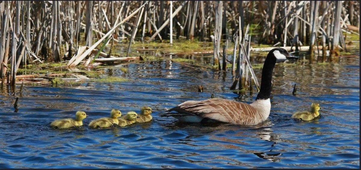 Hatching strategies - when and why? - Golden Gate Bird Alliance