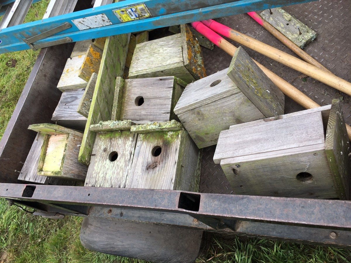 Nesting season prep at the Bison Paddock - Golden Gate Bird Alliance