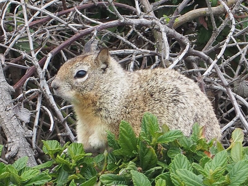 A win for Berkeley's squirrels - and Burrowing Owls - Golden Gate Bird ...