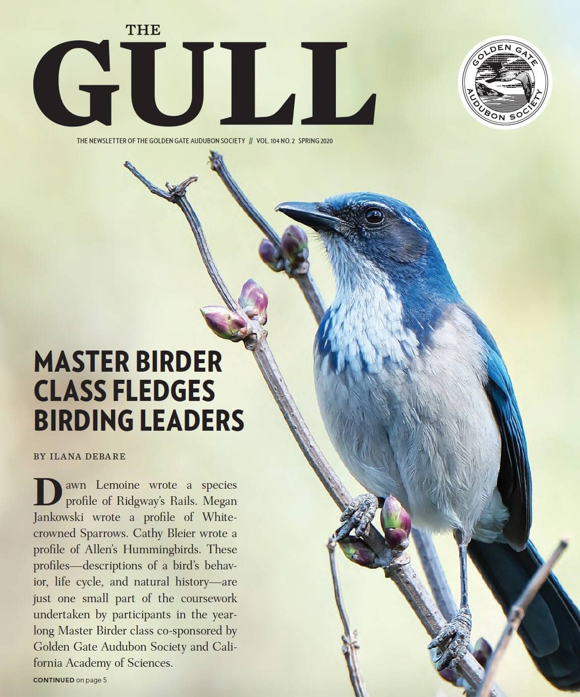 Spring 2020 Gull is available - Golden Gate Bird Alliance