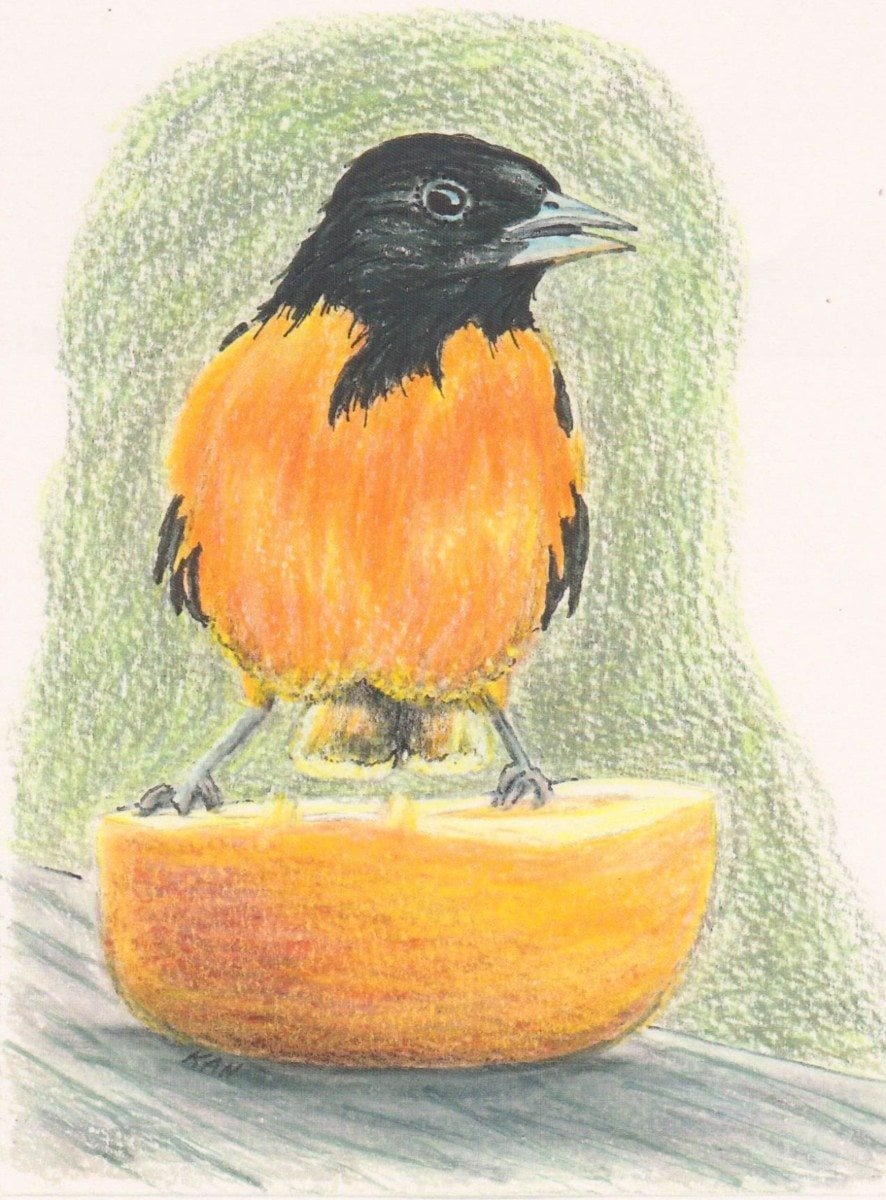 Imprisoned bird artist, now free as a bird - Golden Gate Bird Alliance