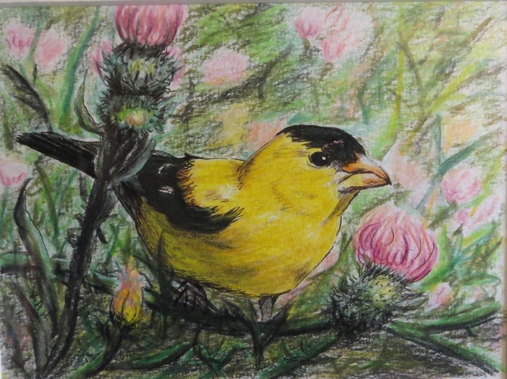 Imprisoned bird artist, now free as a bird - Golden Gate Bird Alliance