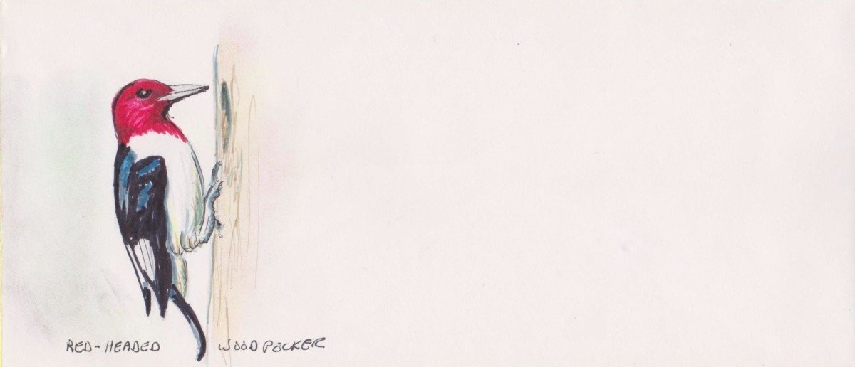 Imprisoned bird artist, now free as a bird - Golden Gate Bird Alliance