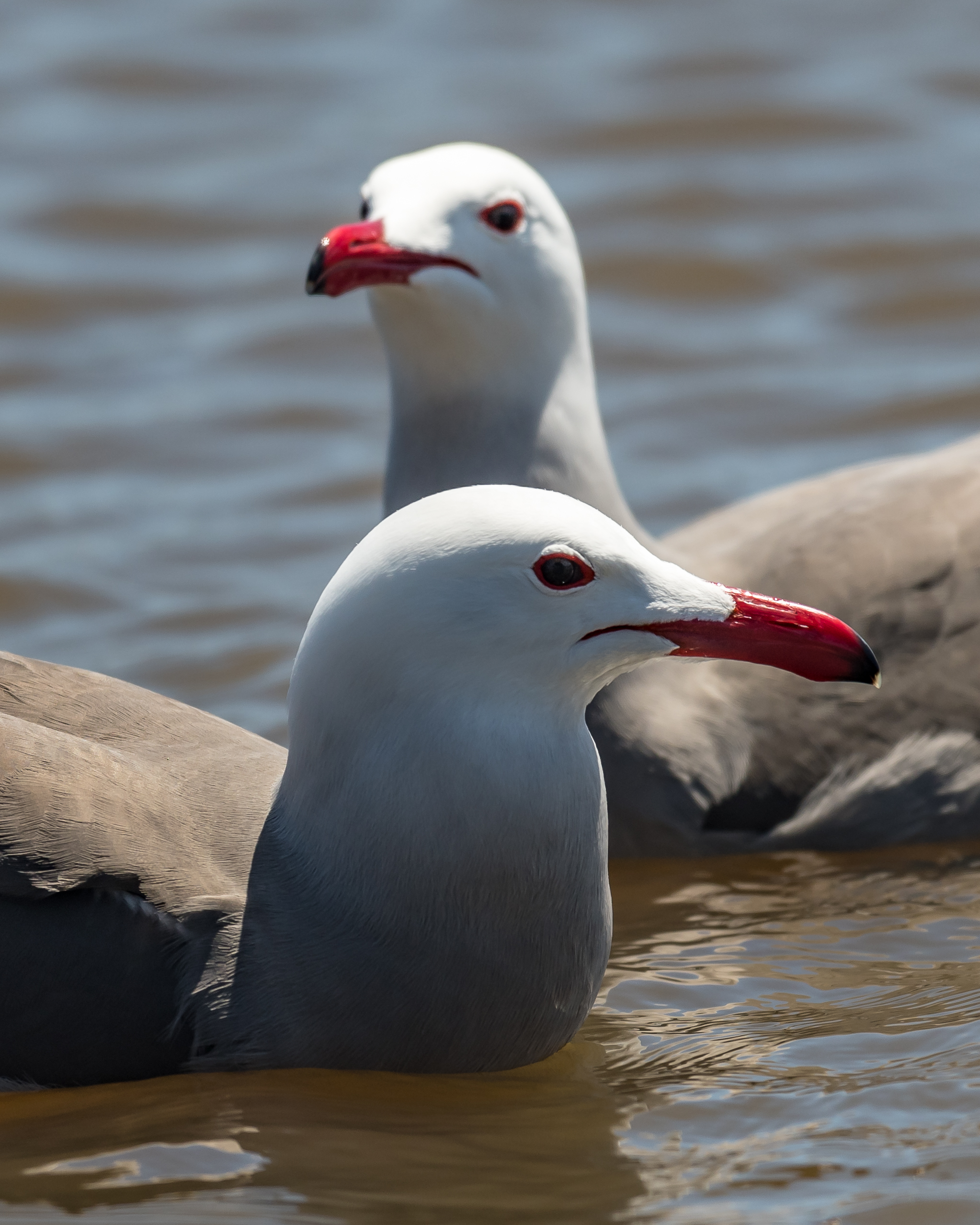 Heermann's Gulls Nesting in California - Golden Gate Bird Alliance