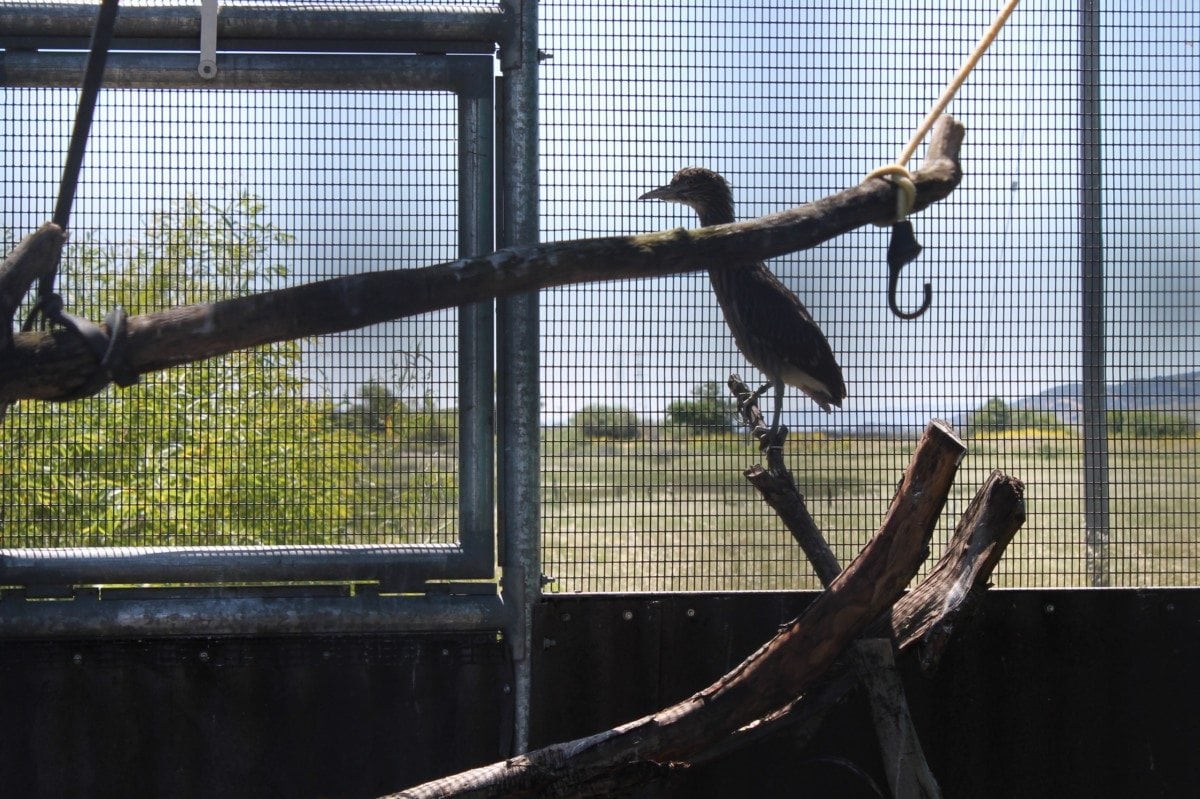 Behind the scenes at IBR - a Birdathon highlight - Golden Gate Bird ...