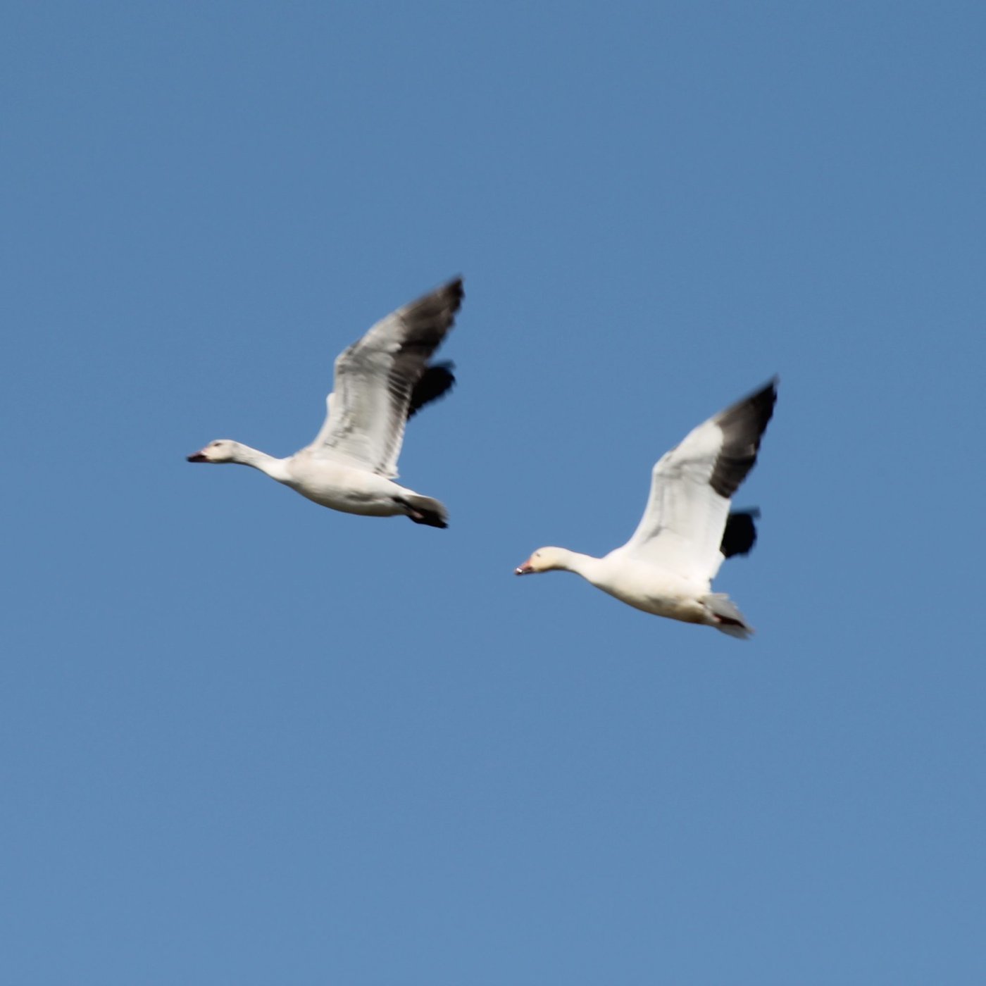 Why Audubon Supports Prop 1 (Water Bond) - Golden Gate Bird Alliance