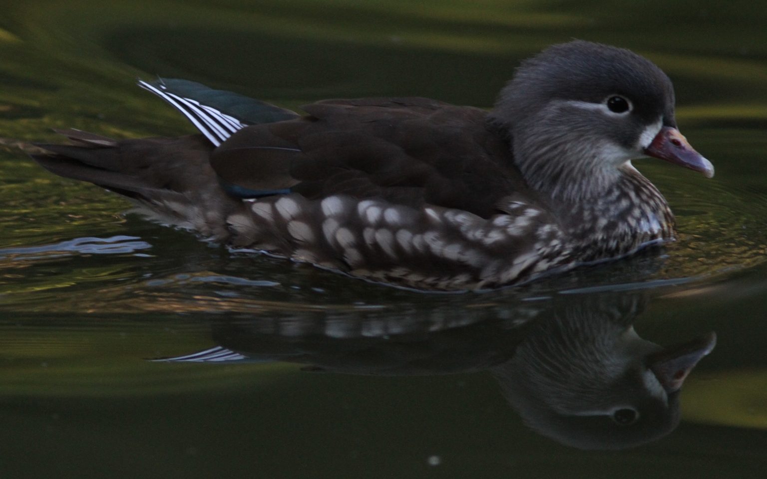Mandy, Feisty, the Mandarin Duck - Golden Gate Bird Alliance