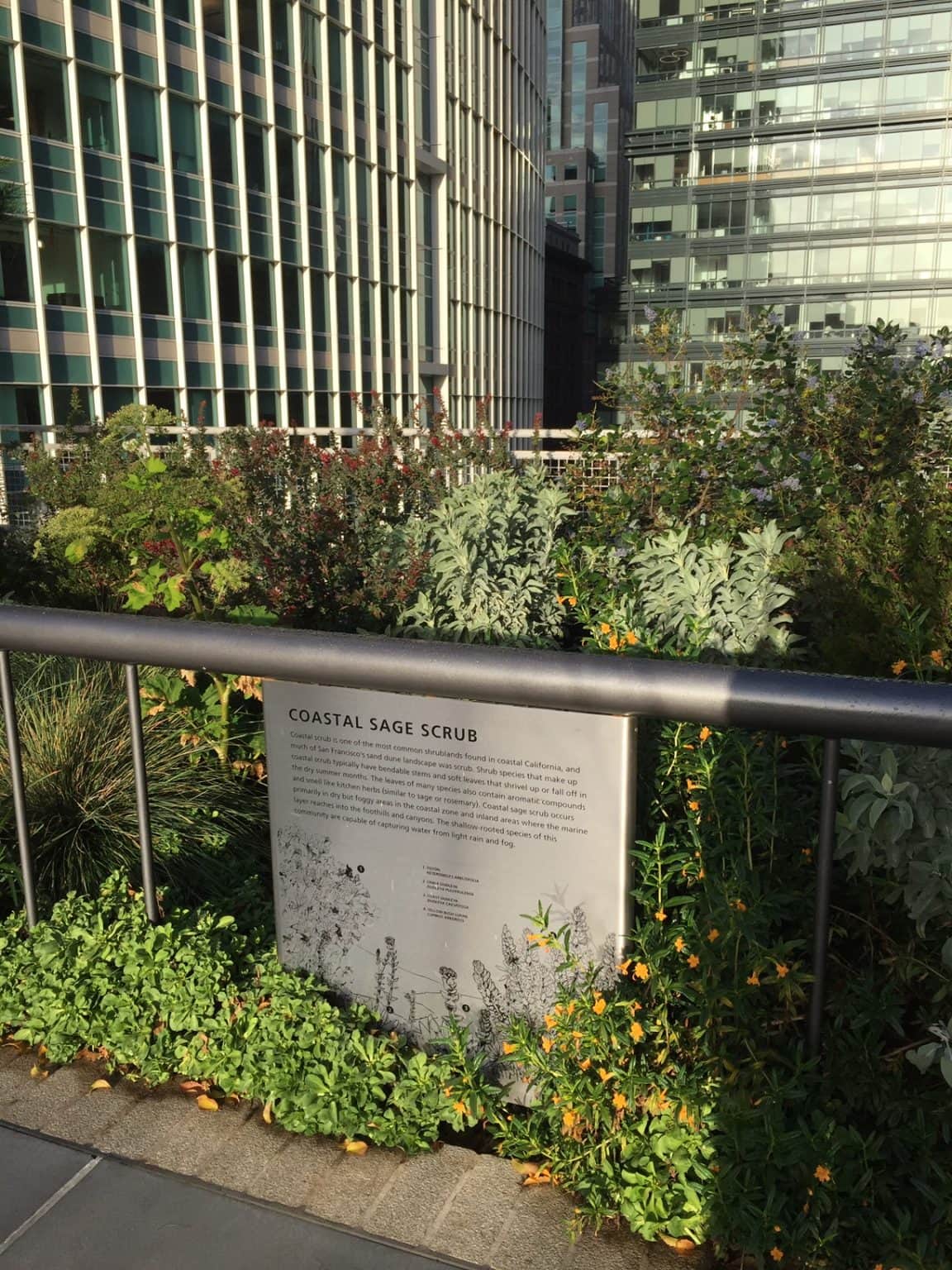 Birding in Salesforce Park - Golden Gate Bird Alliance
