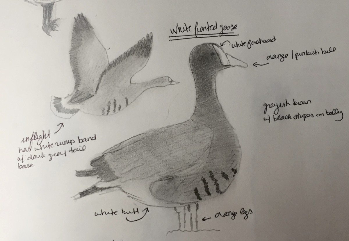 Field journaling - not for artists only - Golden Gate Bird Alliance