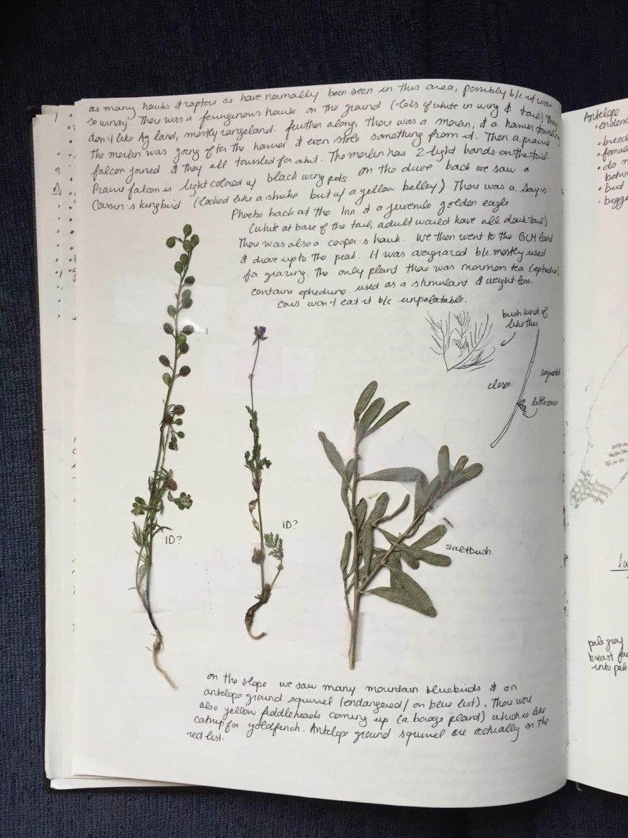 Field journaling - not for artists only - Golden Gate Bird Alliance