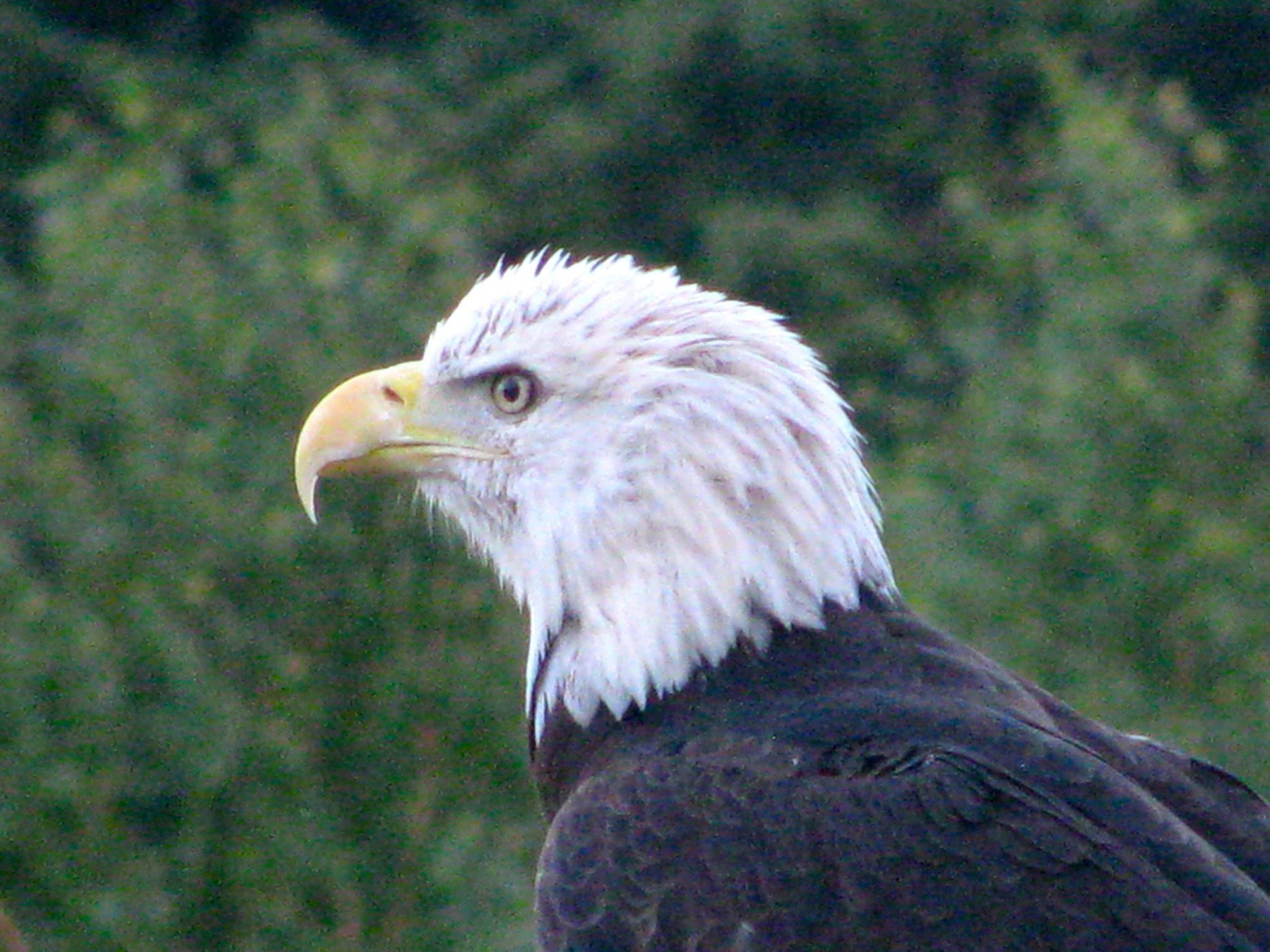 Report from the National Audubon convention - Golden Gate Bird Alliance