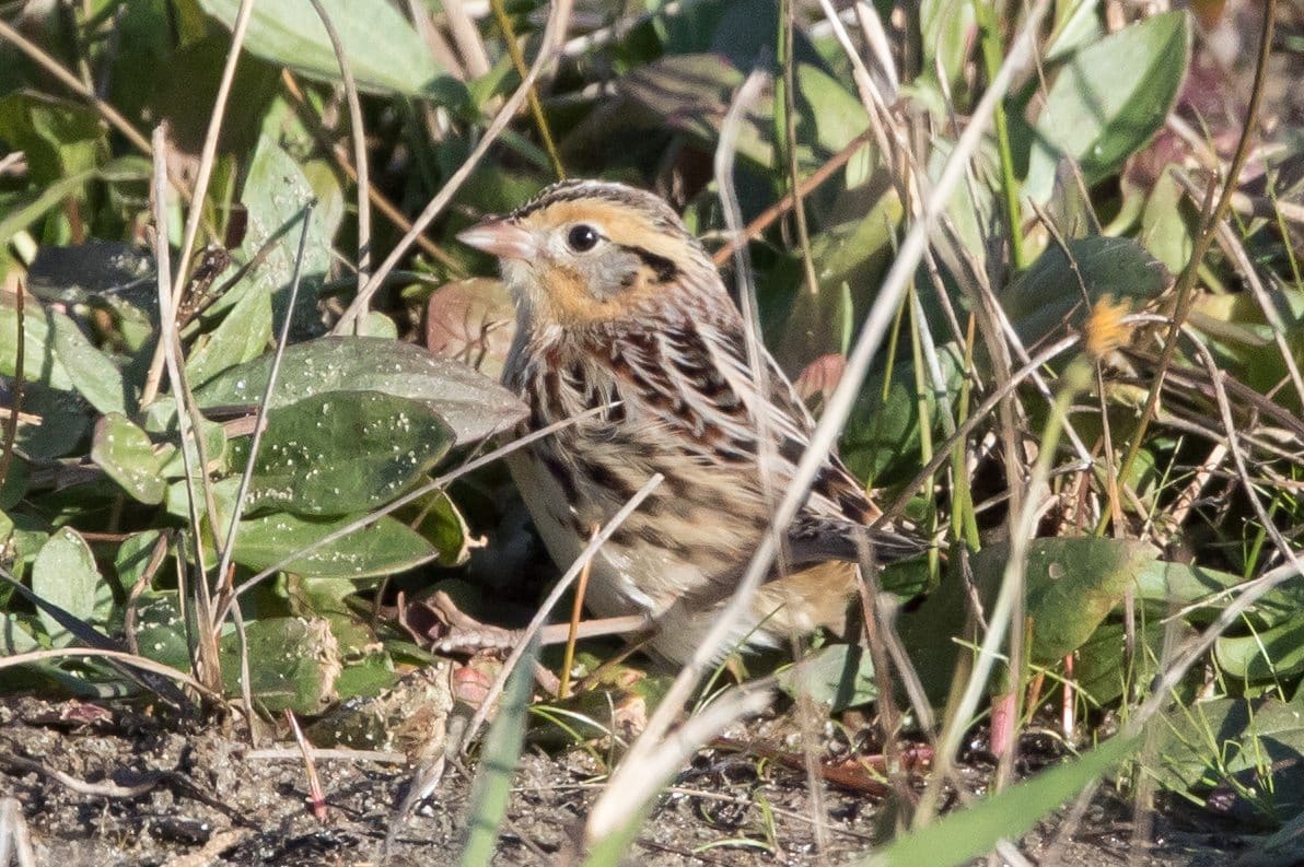 Rare sparrows visit the Bay Area - Golden Gate Bird Alliance