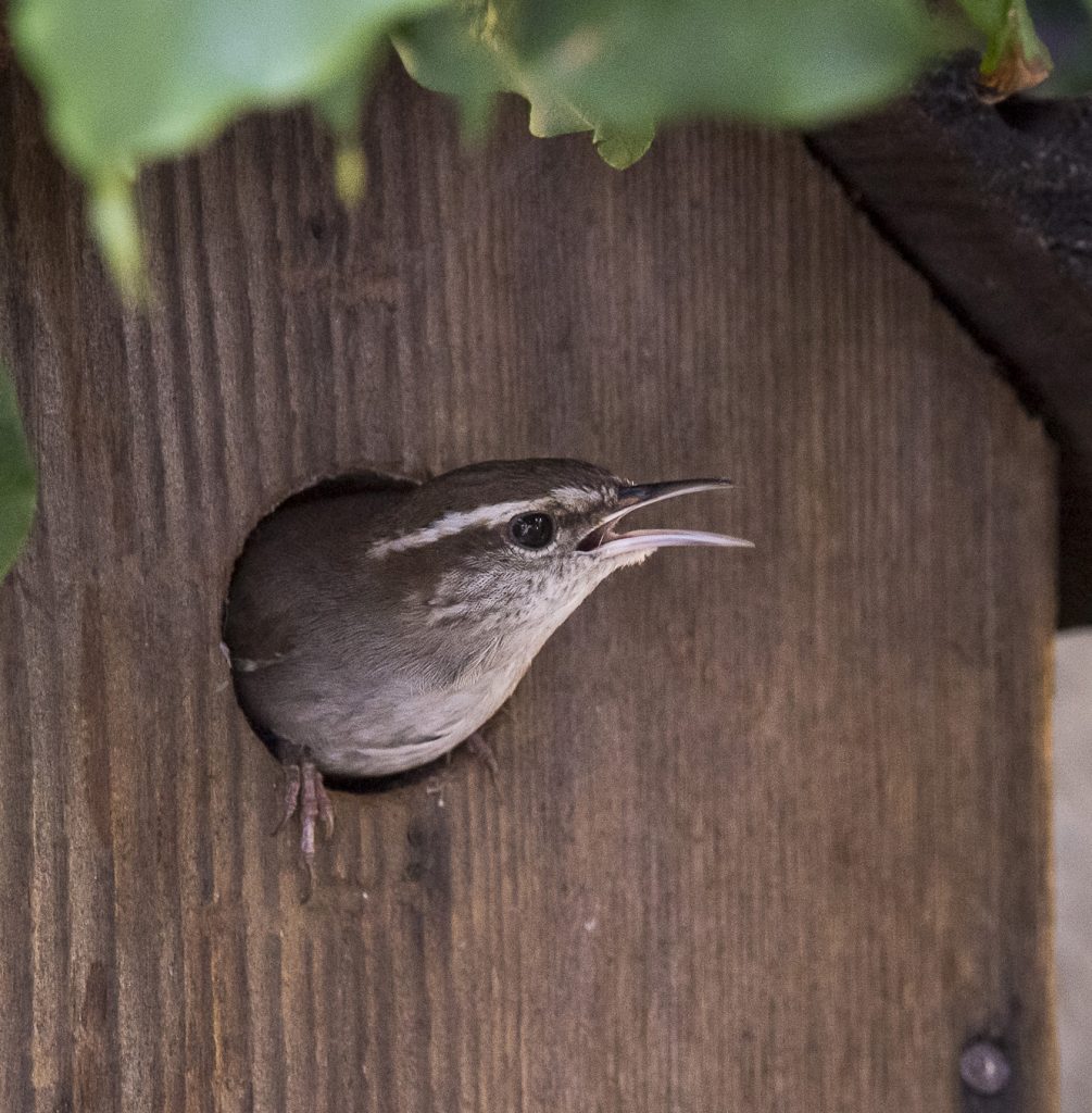 Wren House Adventures - Golden Gate Bird Alliance