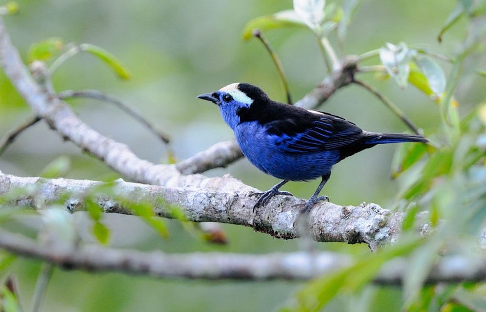 Birding Peru – rich culture, wonderful birds - Golden Gate Bird Alliance