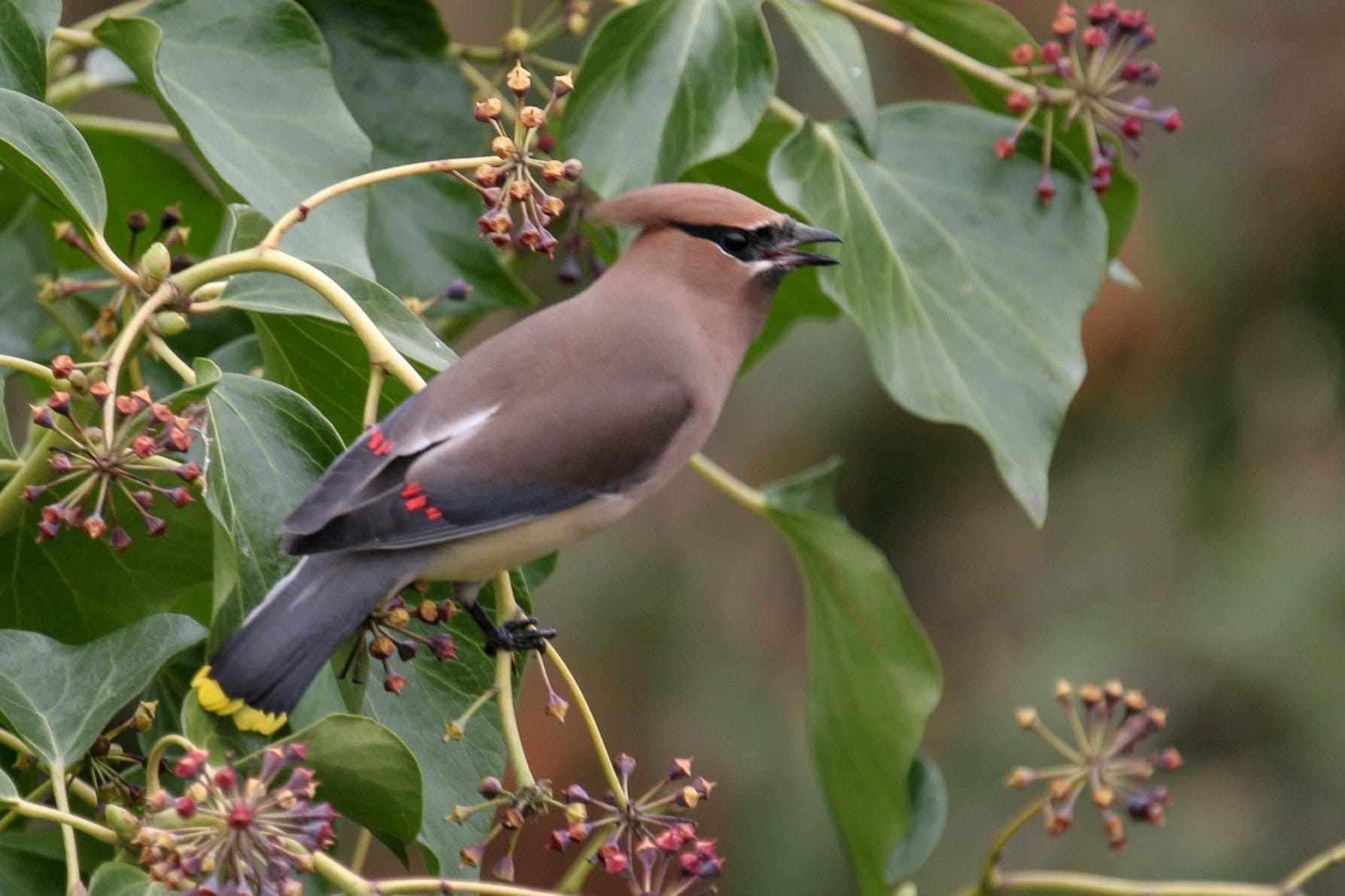 Feast days and the changing of the guard - Golden Gate Bird Alliance