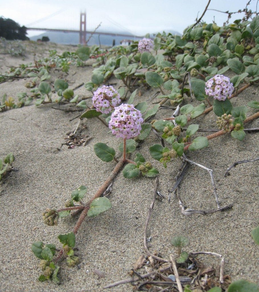 Beach Dune Ecosystem - Golden Gate Bird Alliance
