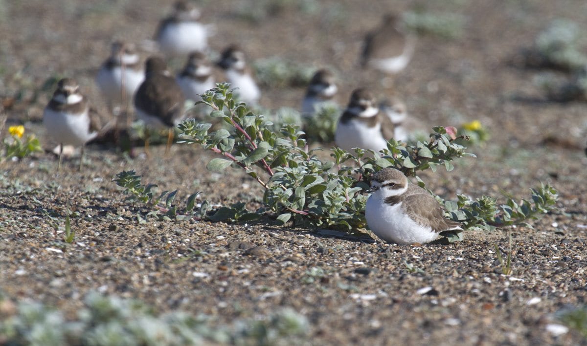 Four plovers of the Bay Area - Golden Gate Bird Alliance