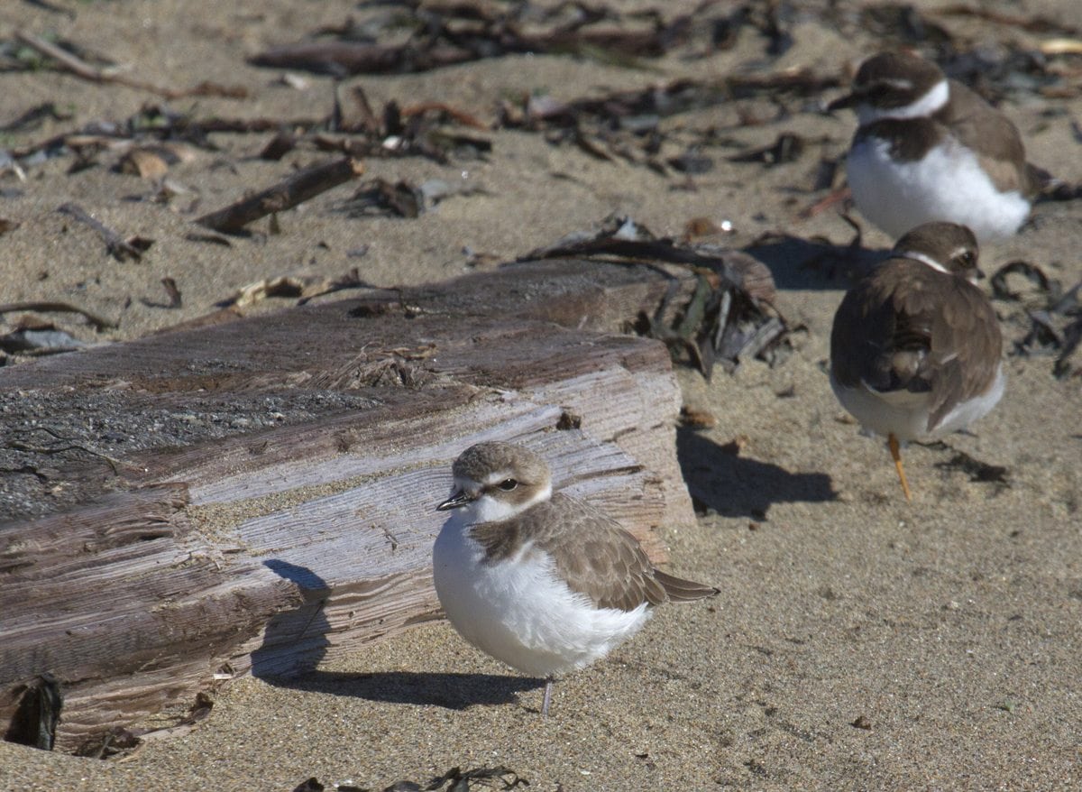 Four plovers of the Bay Area - Golden Gate Bird Alliance