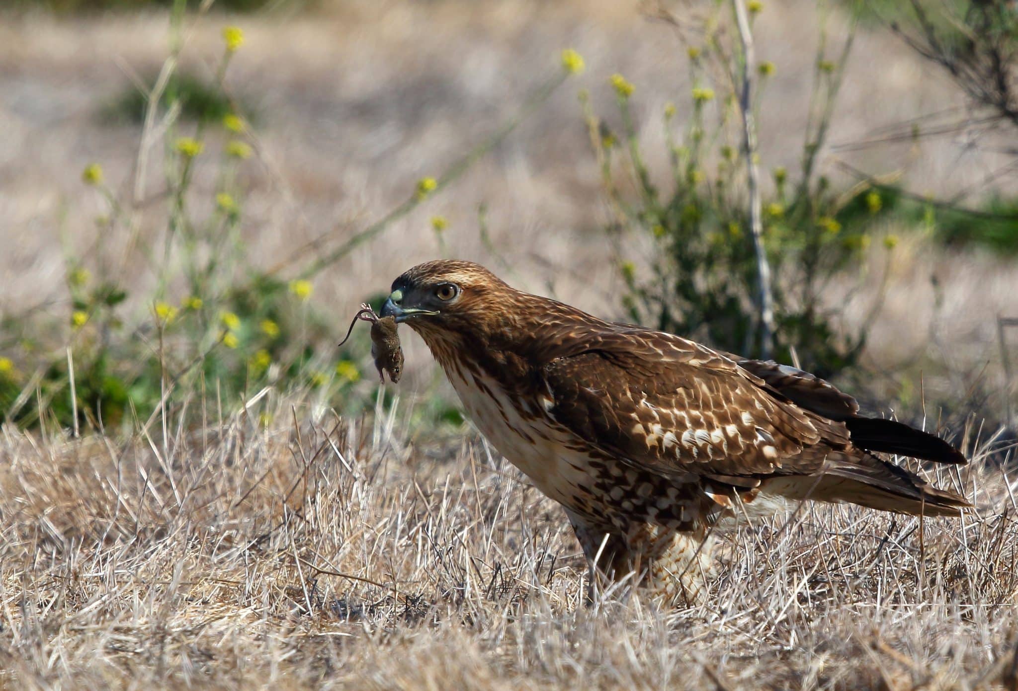 Rodenticides: The New DDT? - Golden Gate Bird Alliance