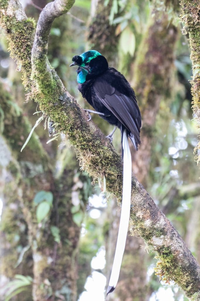Sahul – A Paradise for Birds - Golden Gate Bird Alliance