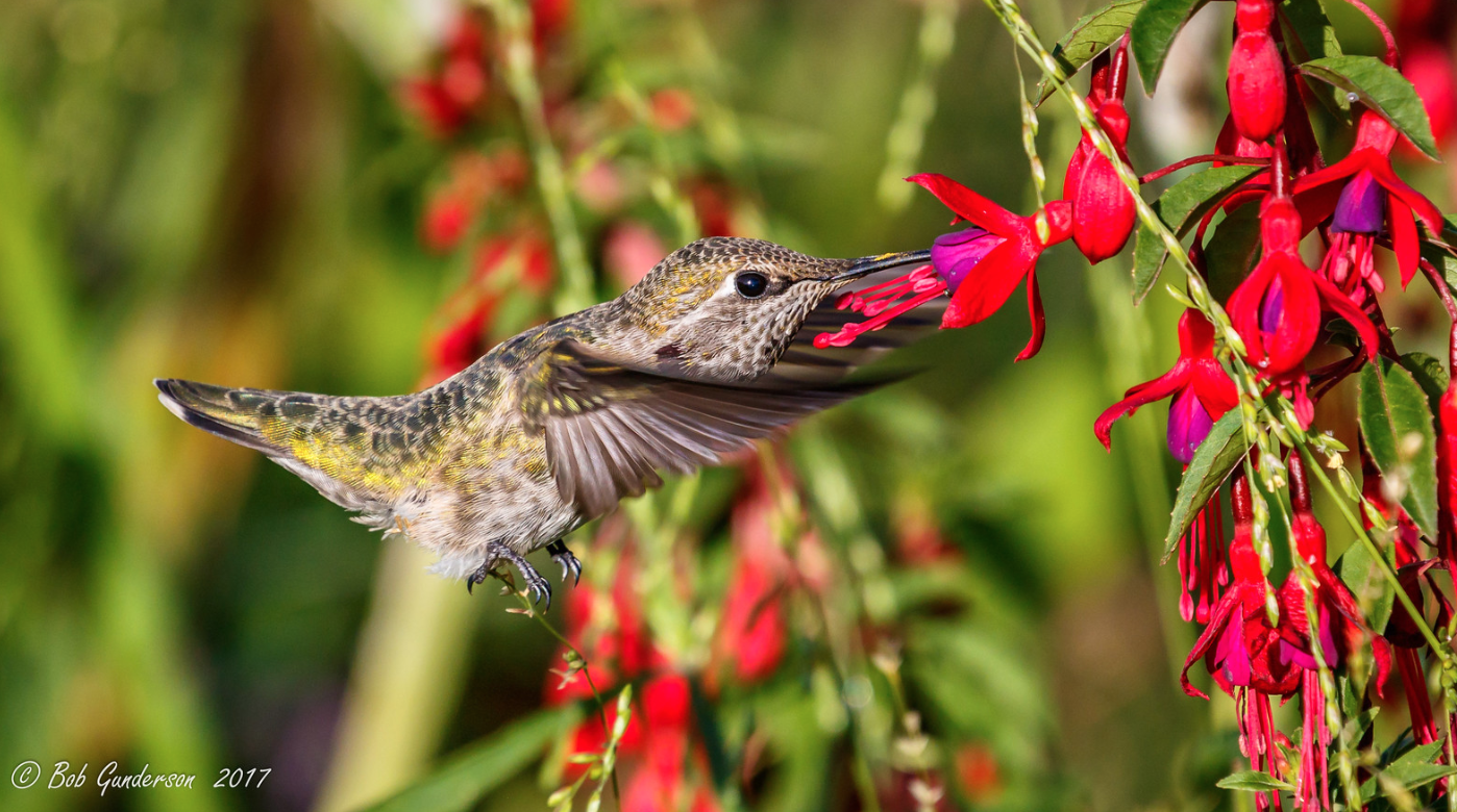 Native Plants for Birds - Golden Gate Bird Alliance