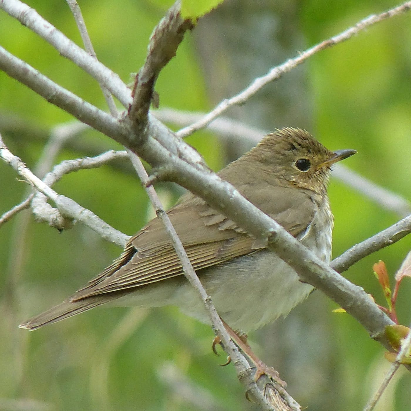 The nymph Syrinx and Swainson's Thrushes - Golden Gate Bird Alliance