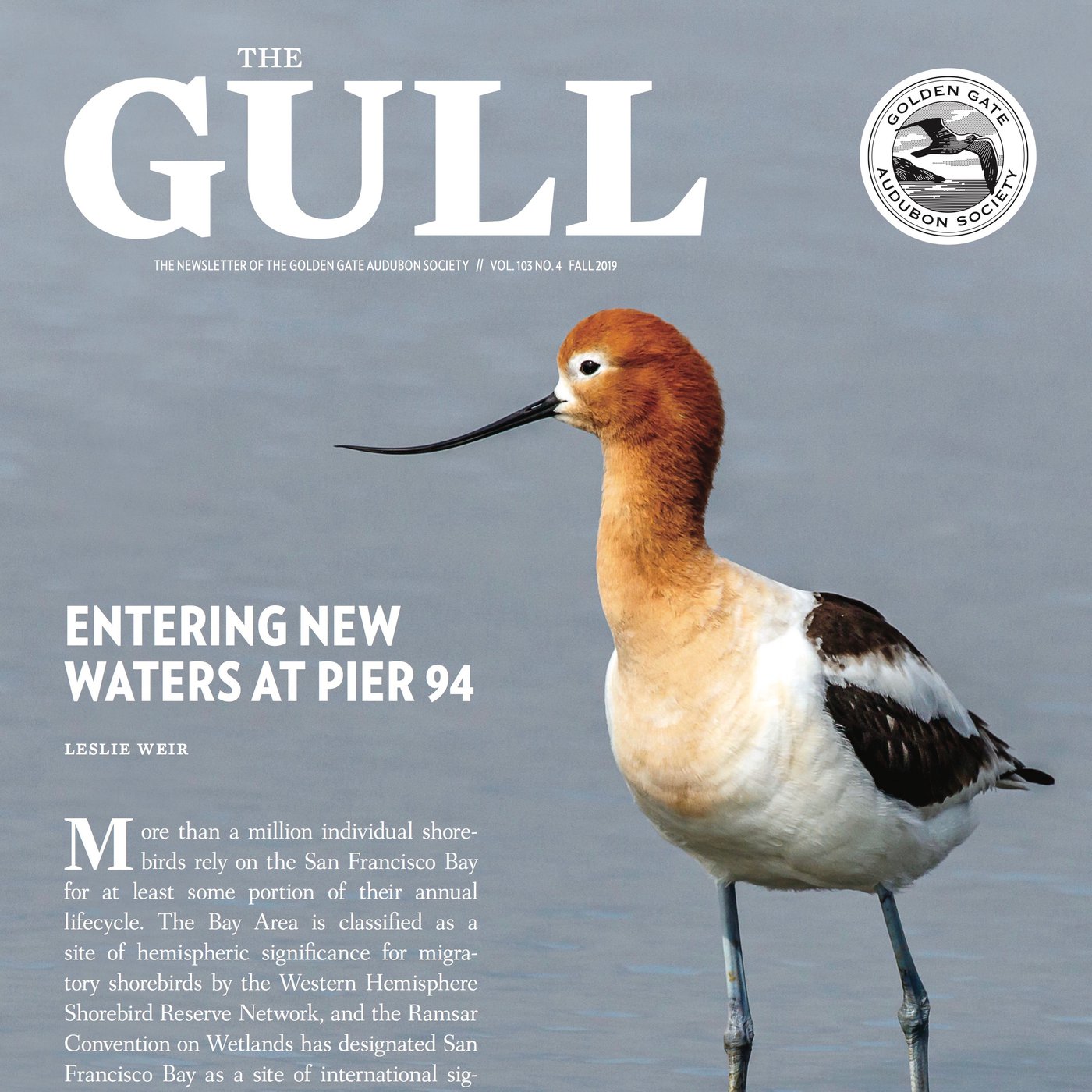 Fall 2019 Gull is available - Golden Gate Bird Alliance