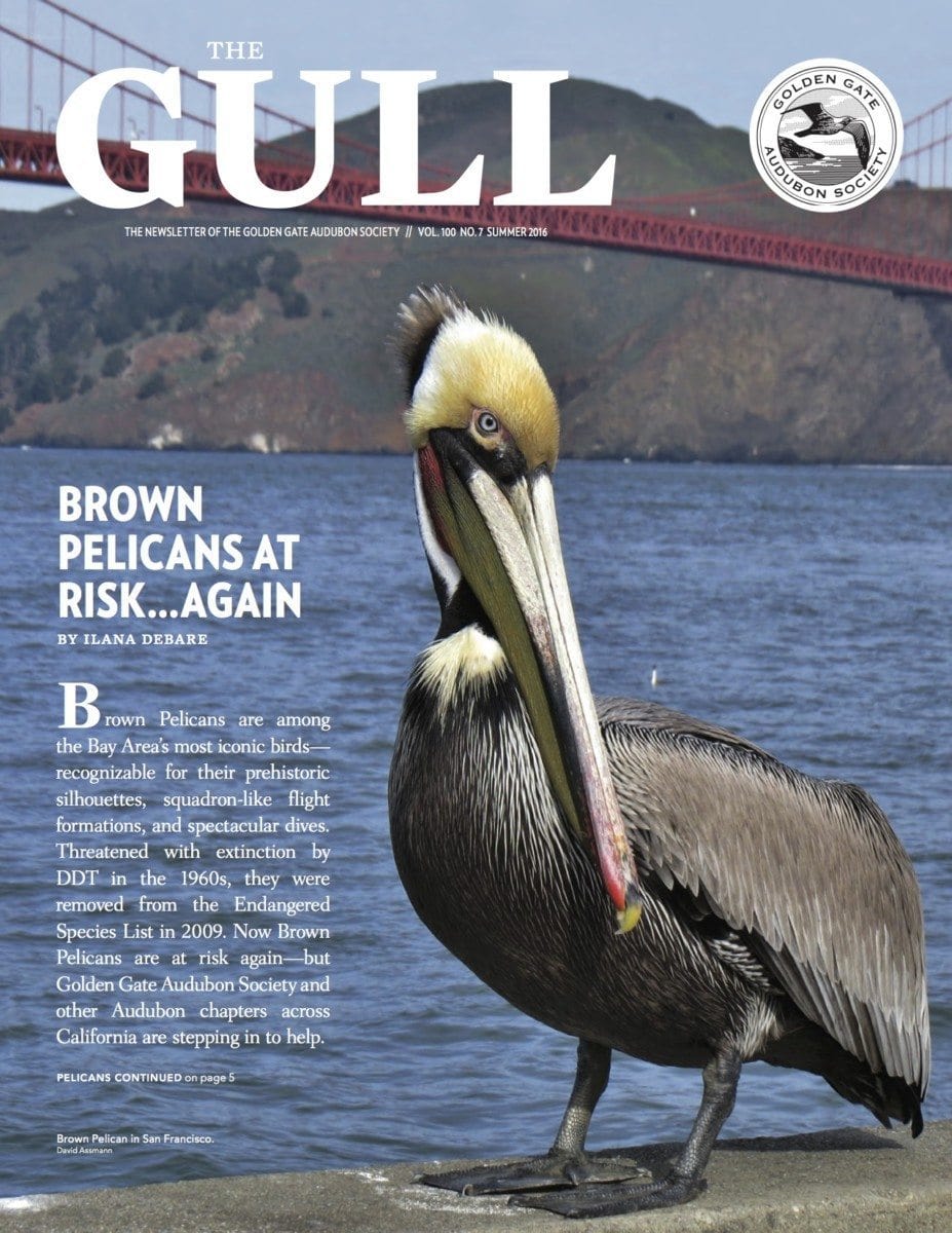 Summer 2016 Gull is available - Golden Gate Bird Alliance