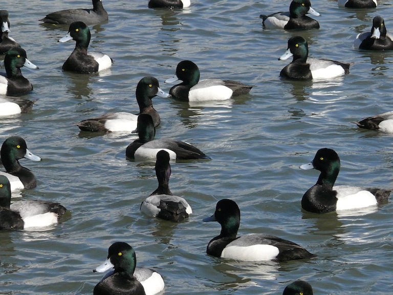 Waterbirds_Ingrid Taylor copy - Golden Gate Bird Alliance