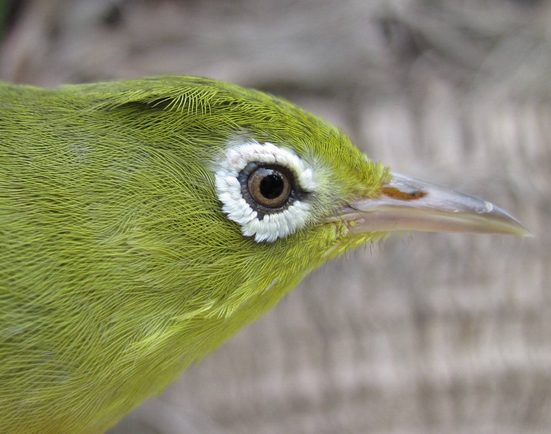 Birds and their bugs - a South Pacific expedition - Golden Gate Bird ...