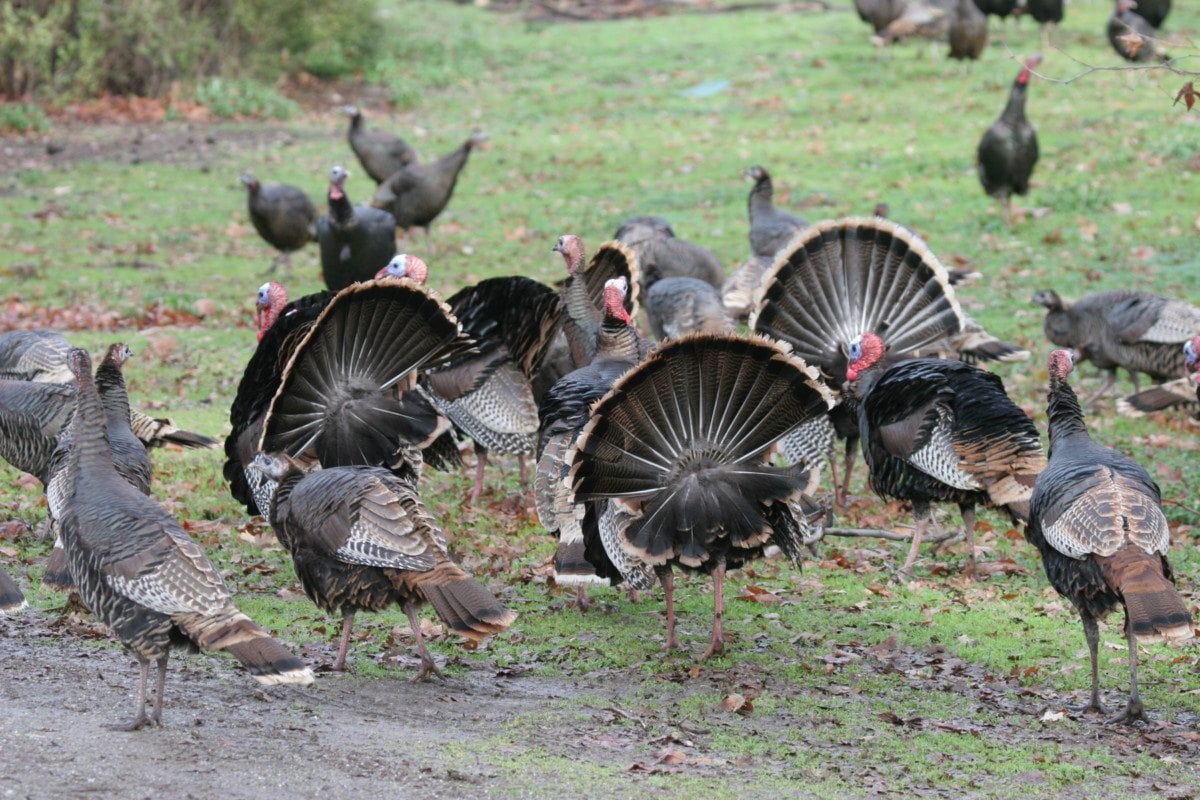 Talk some turkey this Thanksgiving! - Golden Gate Bird Alliance