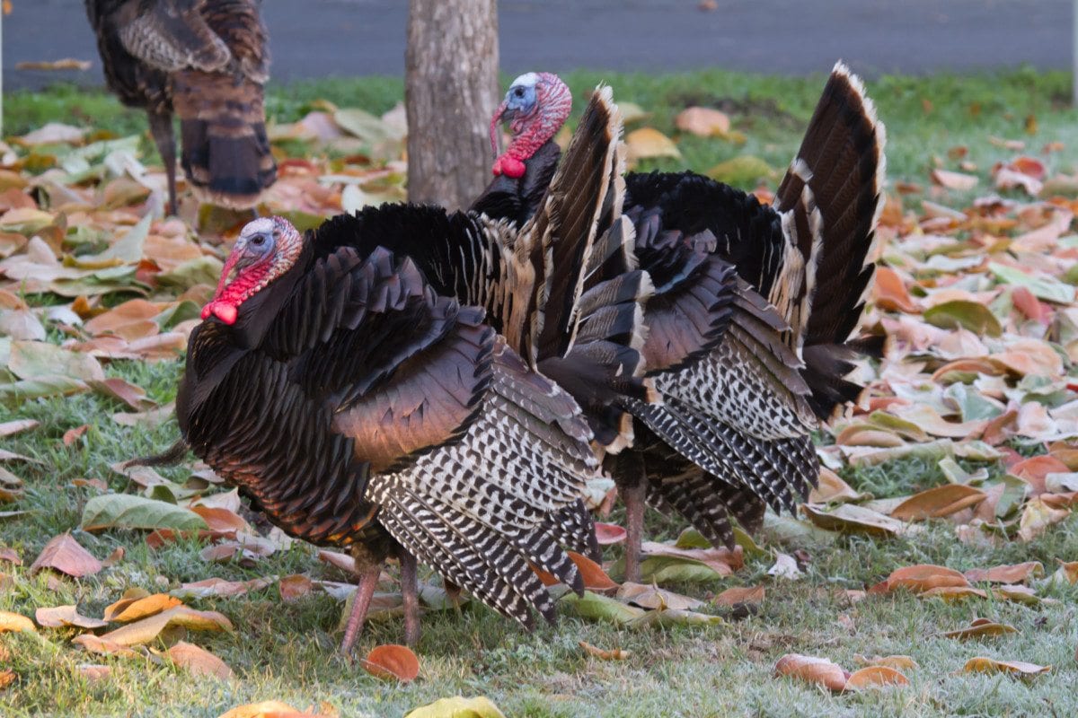 Talk some turkey this Thanksgiving! - Golden Gate Bird Alliance