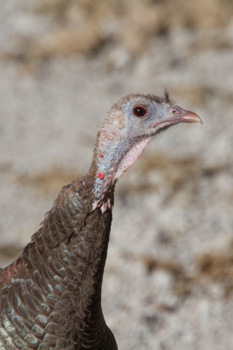Talk some turkey this Thanksgiving! - Golden Gate Bird Alliance