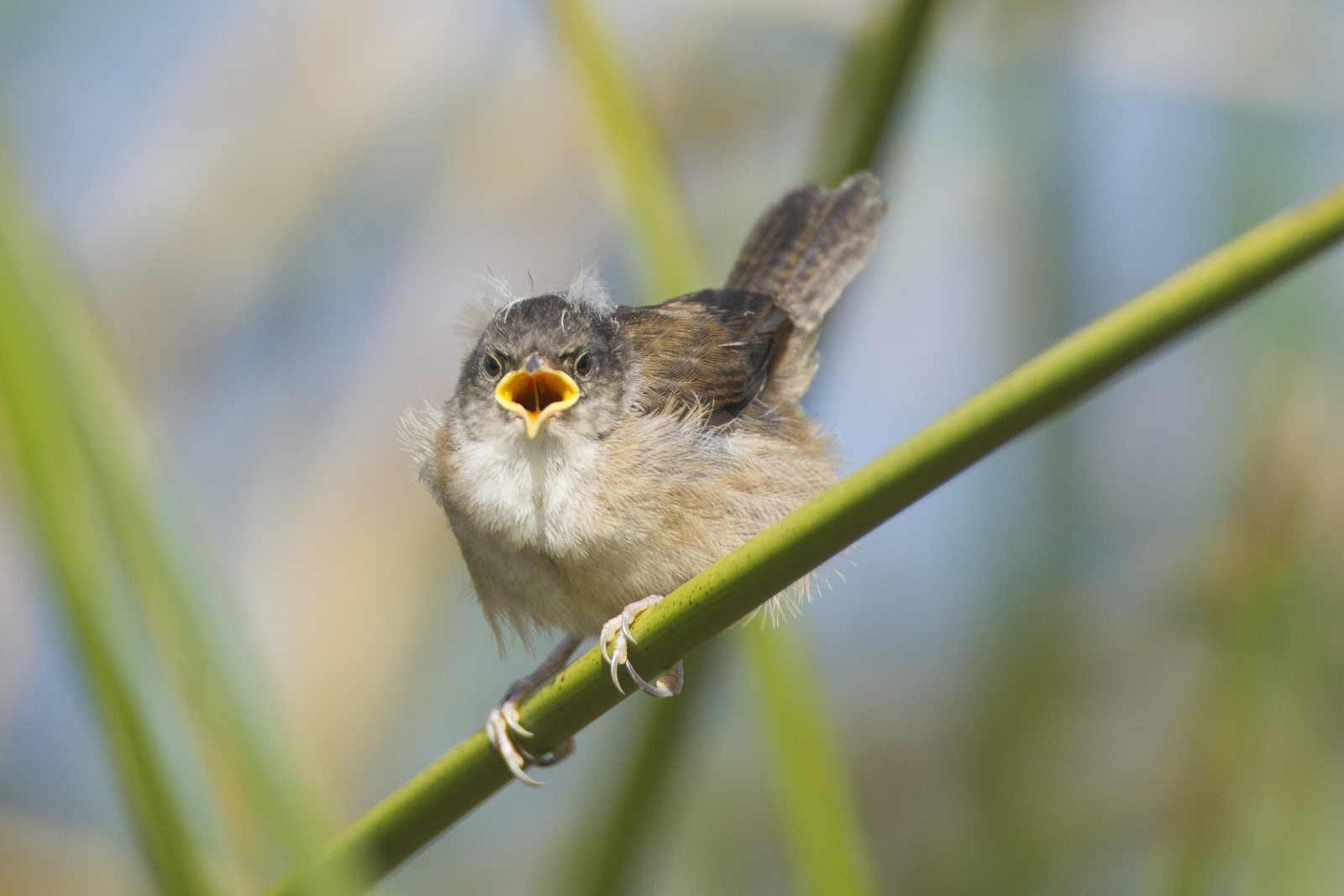 Romance in the air - Golden Gate Bird Alliance