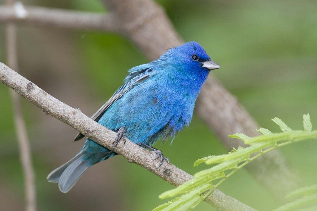 The color blue - Golden Gate Bird Alliance