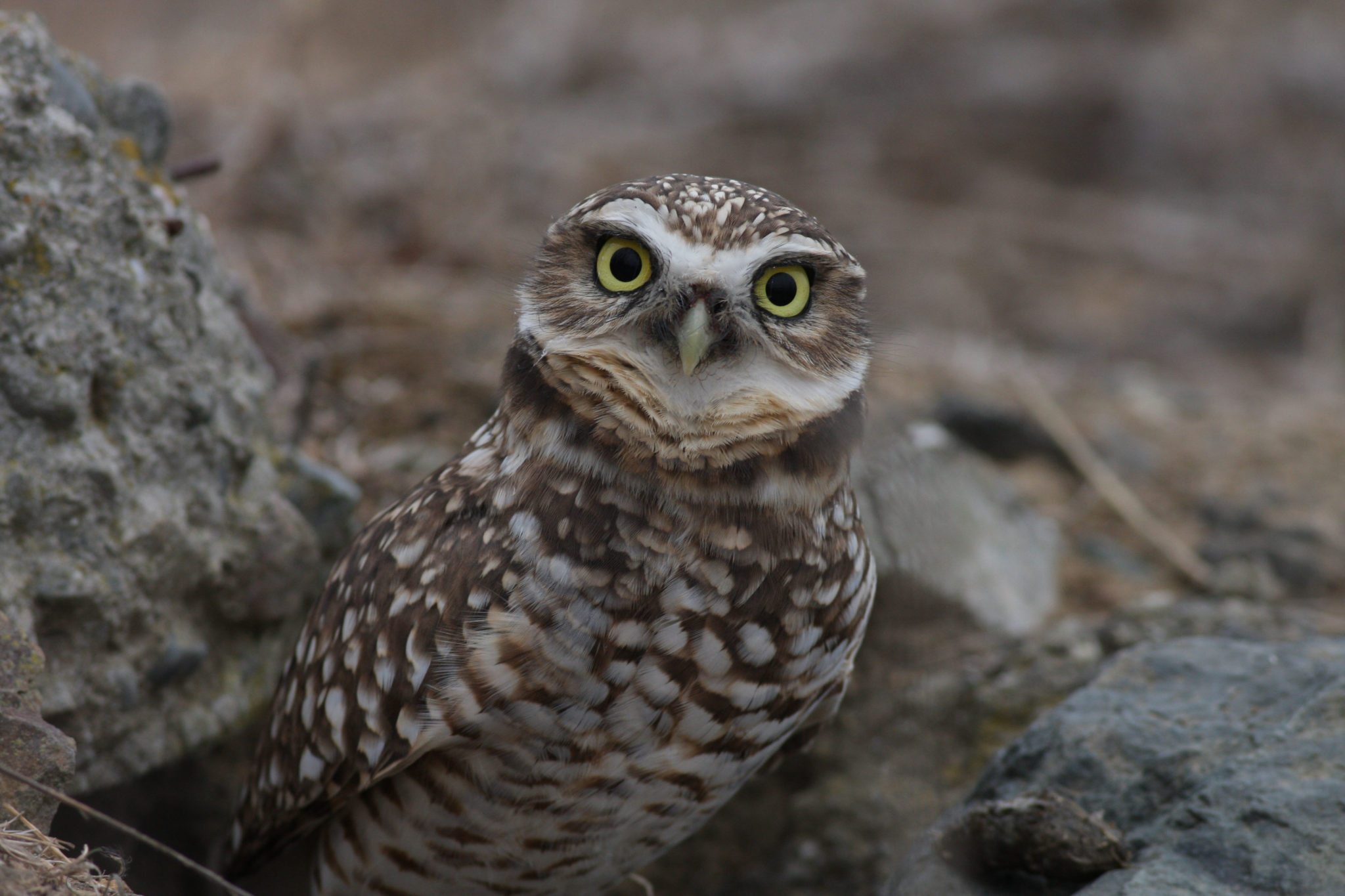 Avian ambassadors in Berkeley - Golden Gate Bird Alliance