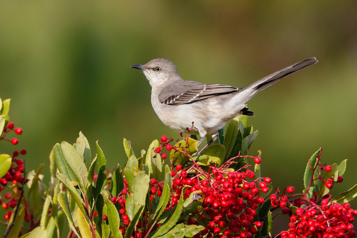 Birds and Berries - Golden Gate Bird Alliance